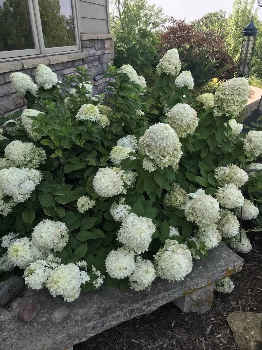 Panicle Hydrangea (Hydrangea paniculata Little Lime®) in the Hydrangeas ...