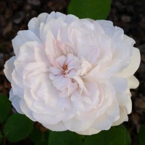 Rose (Rosa 'Emily') in the Roses Database - Garden.org