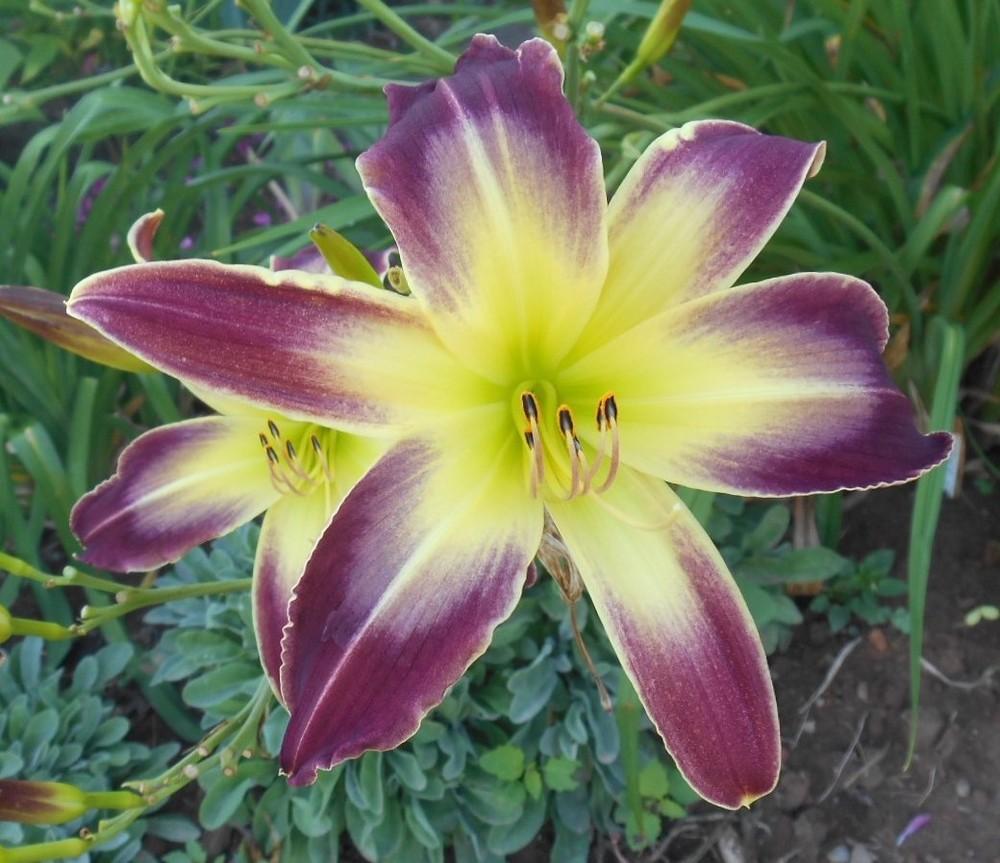 Daylily (Hemerocallis 'Silver Quasar') in the Daylilies Database ...