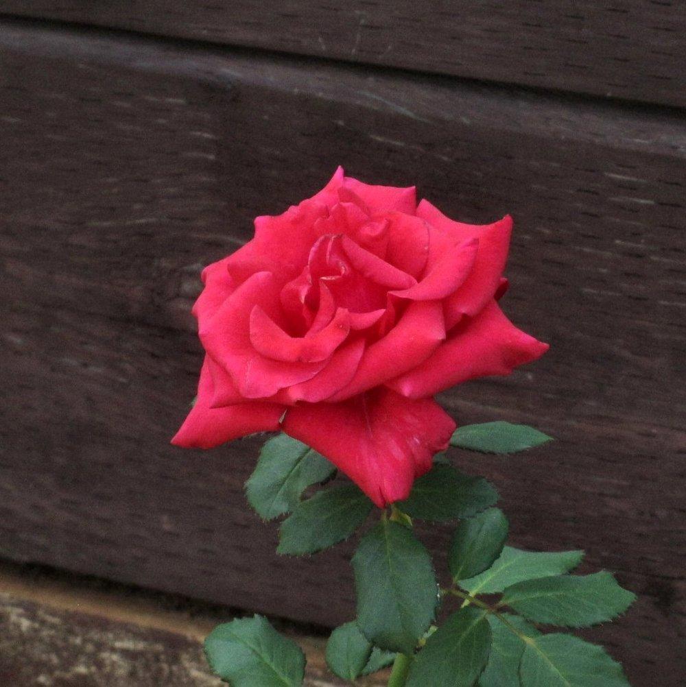 Rose (Rosa 'Kardinal 85') in the Roses Database - Garden.org