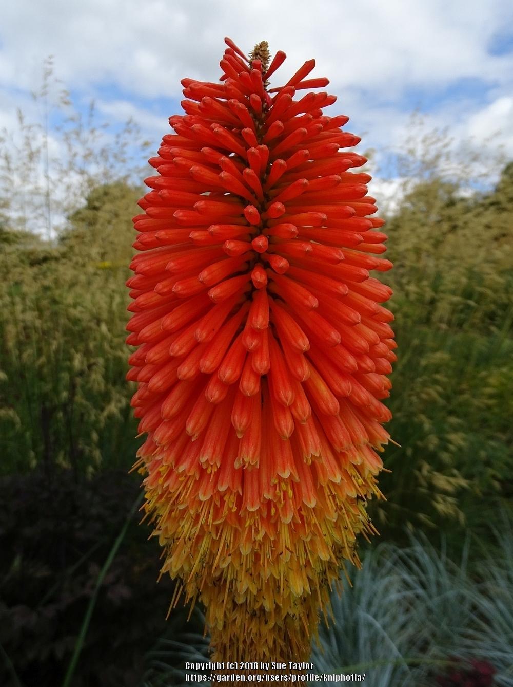 Photo of the bloom of Torch Lily (Kniphofia 'Nobilis') posted by ...