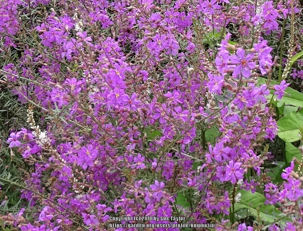 Photo of the bloom of Lythrum virgatum 'Dropmore Purple' posted by ...