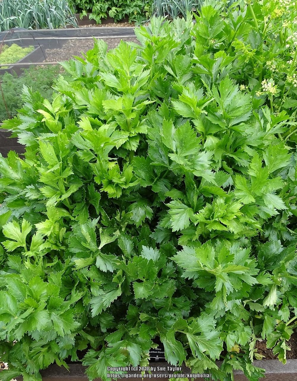 Celeries: Plant Care and Collection of Varieties - Garden.org