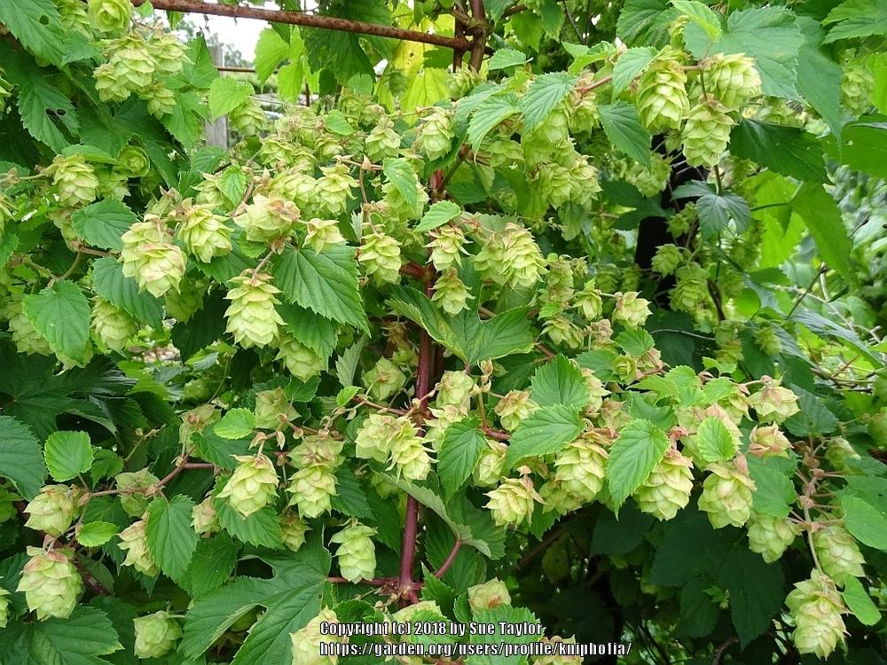 Hops (Humulus lupulus) - Garden.org