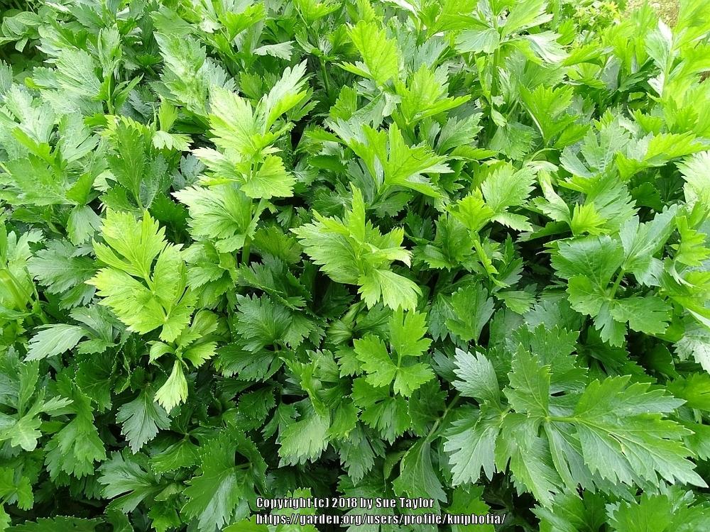 Celeries: Plant Care and Collection of Varieties - Garden.org