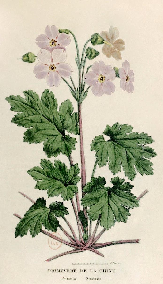 Primrose (Primula sinensis) in the Primroses Database - Garden.org