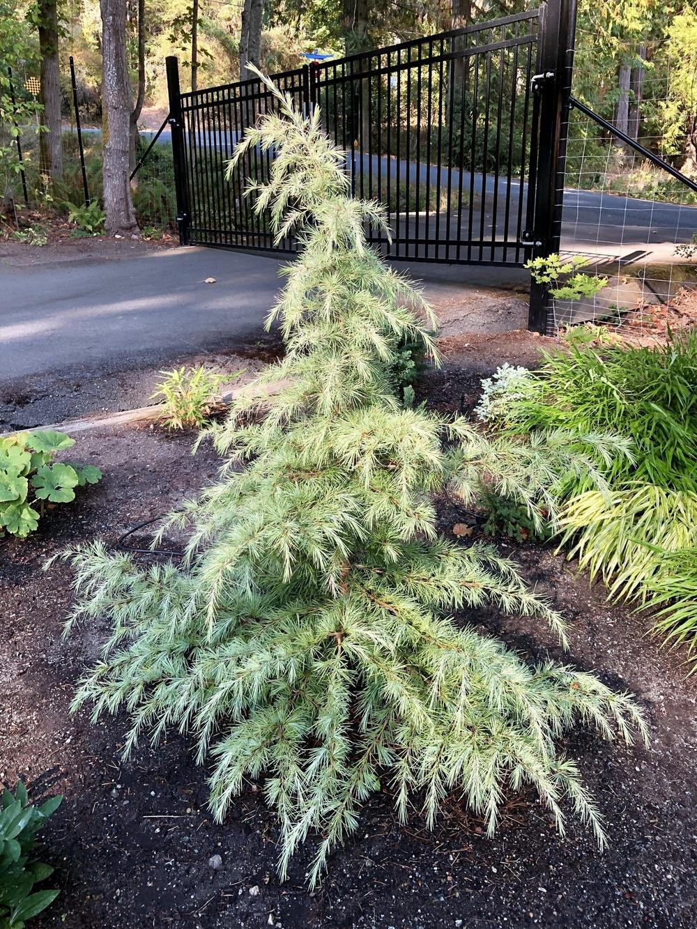 Deodar Cedar (Cedrus deodara 'Cream Puff') - Garden.org