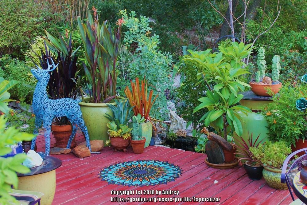 Bromeliads in the Bromeliads forum - Garden.org