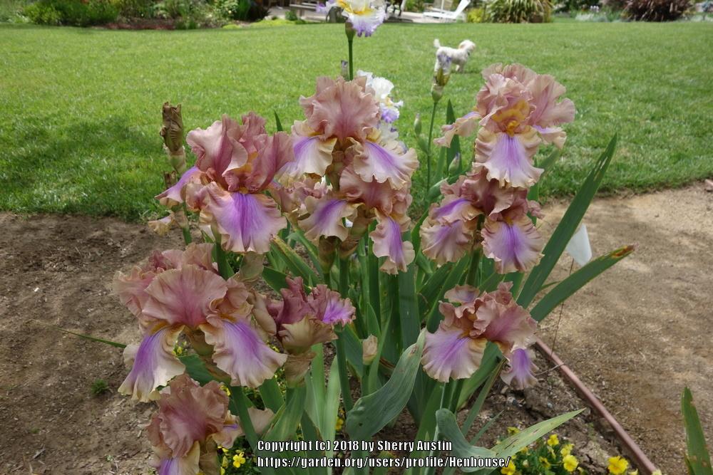 Tall Bearded Iris (Iris 'Rainbow Shadows') in the Irises Database ...