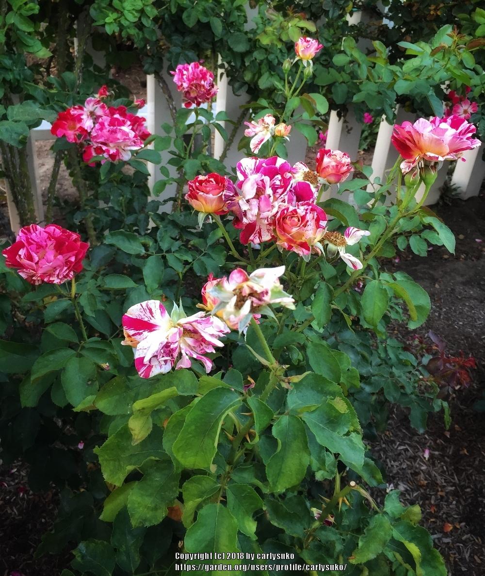 Photo of the entire plant of Rose (Rosa 'George Burns') posted by ...