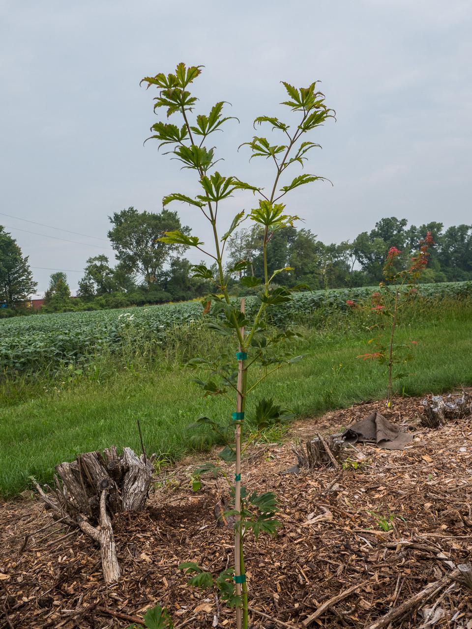 Korean Maple (Acer Northern Glow®) - Garden.org