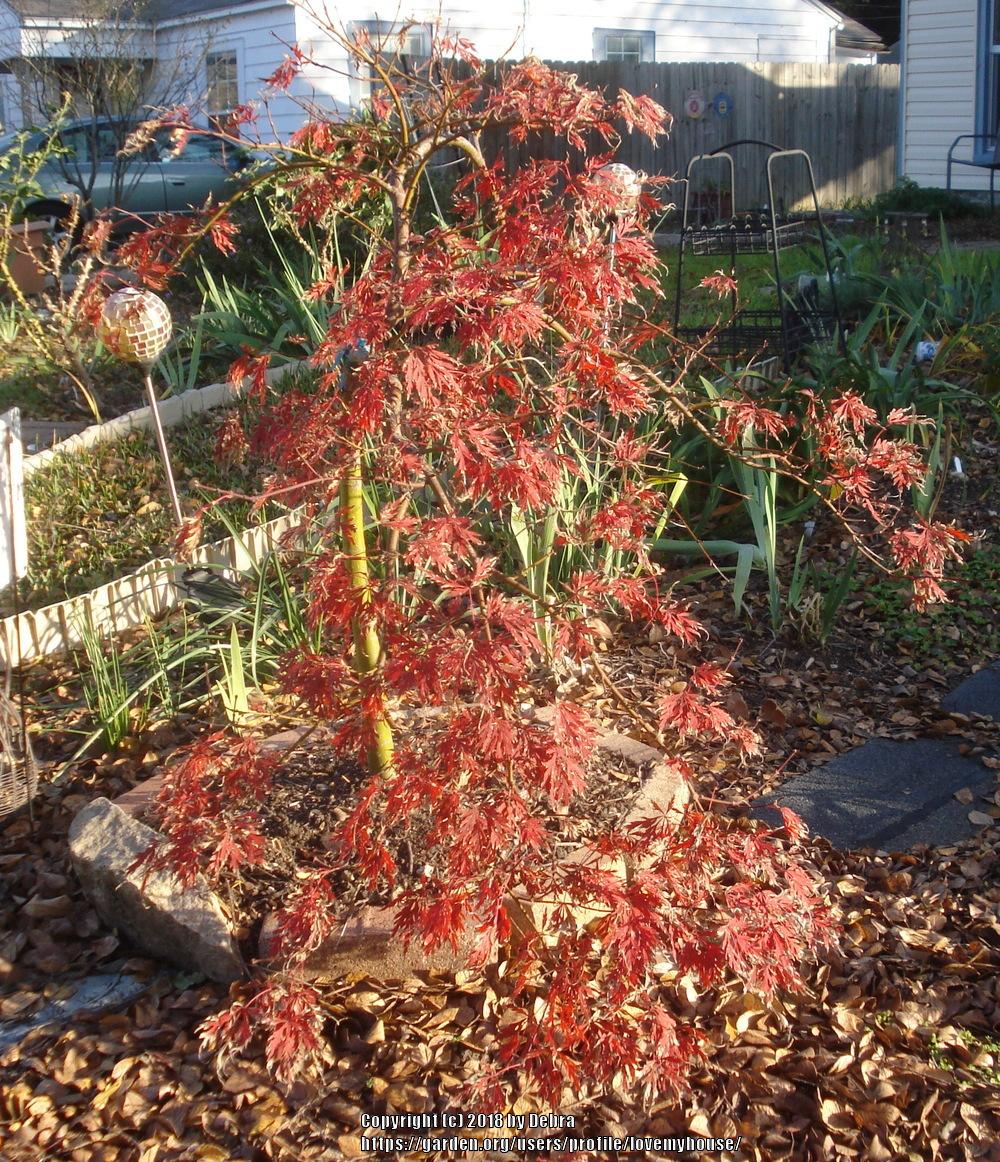 Japanese Maples in Texas in the Japanese Maples forum - Garden.org