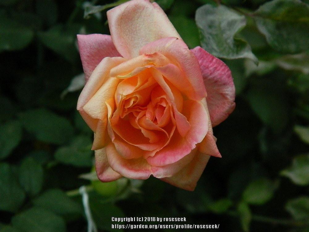 Rose (Rosa 'Bassoues Tea') in the Roses Database - Garden.org