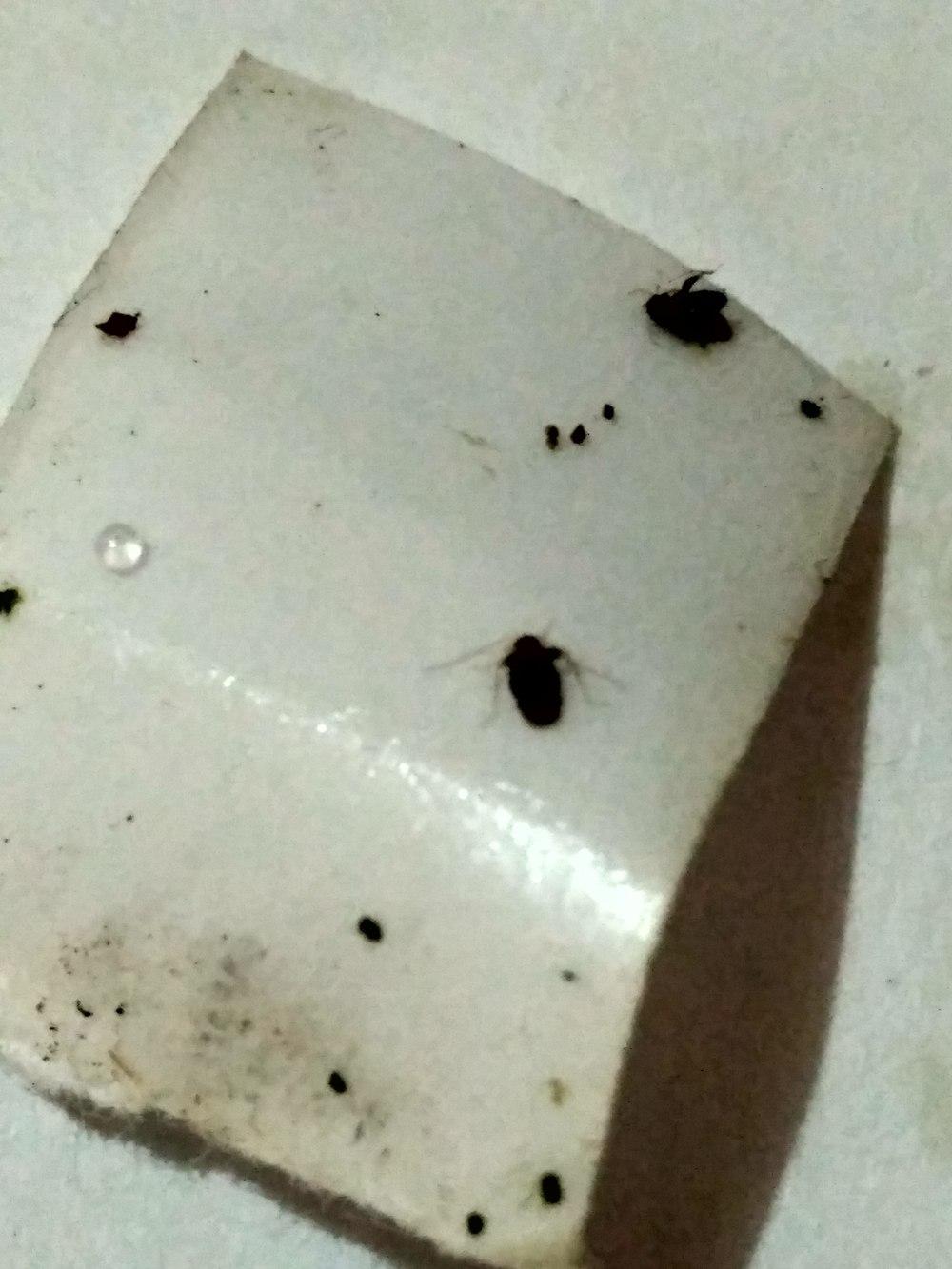 Pest ID on cilantro seedlings, okra plants, etc.. in the Pests and ...