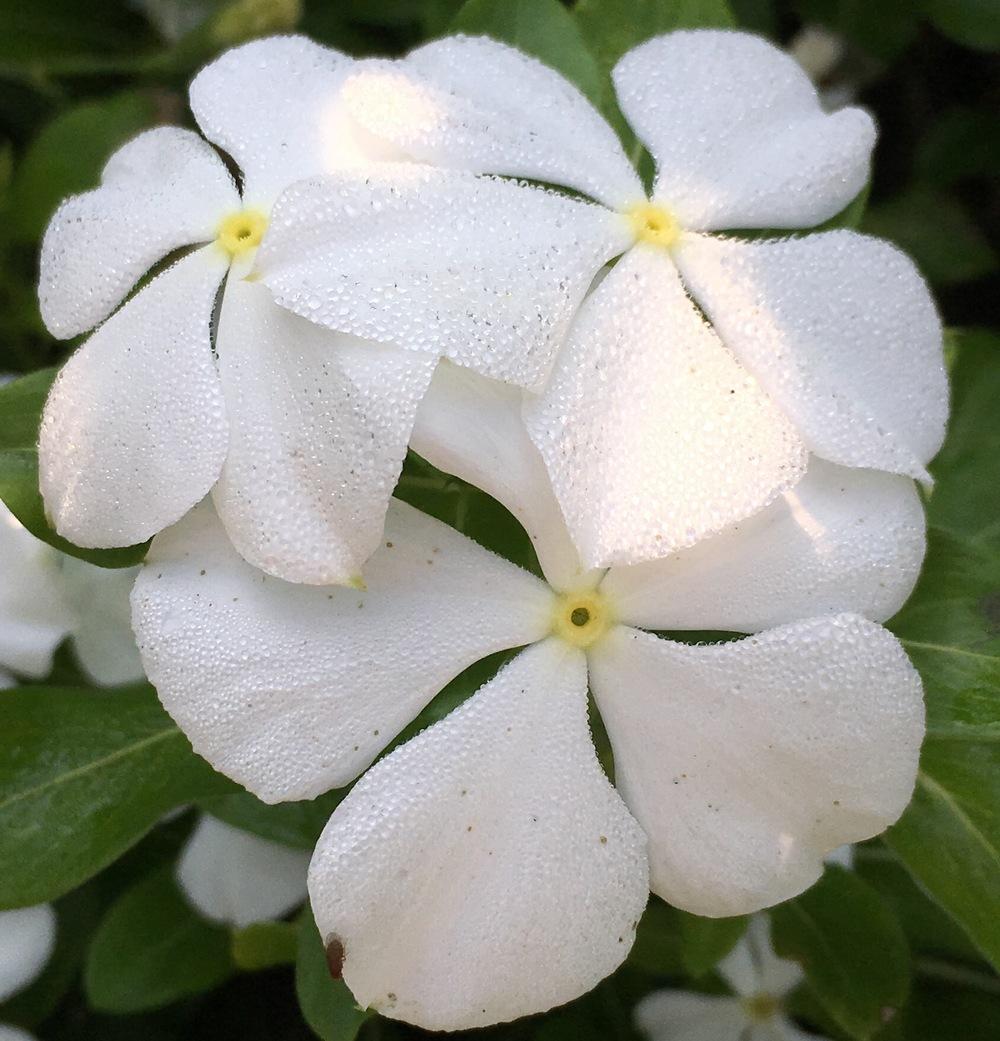 Vinca (Catharanthus roseus Titan™ Pure White) - Garden.org
