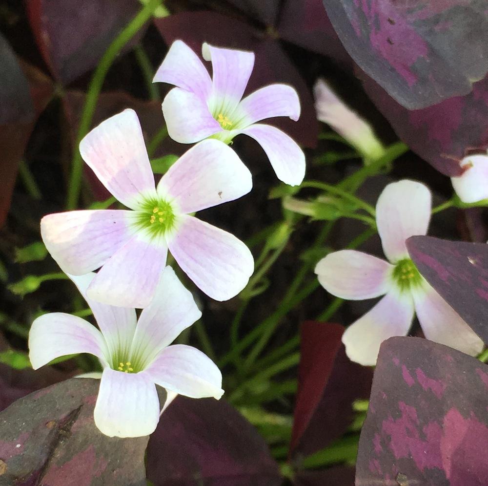 False Shamrock (Oxalis Charmed® Wine) in the Wood Sorrels Database ...