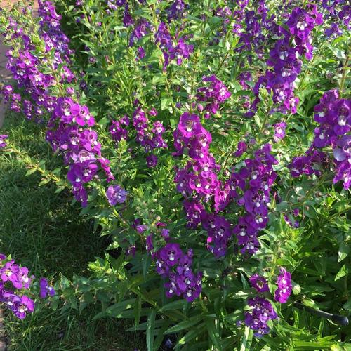 Angelonia Angustifolia Angelface Blue