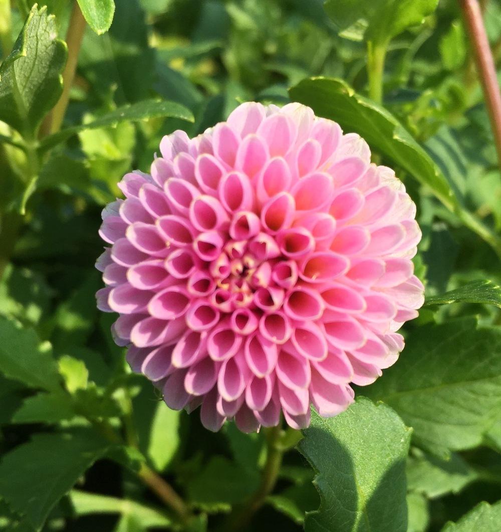 Dahlia 'Zippity Do Da' in the Dahlias Database - Garden.org