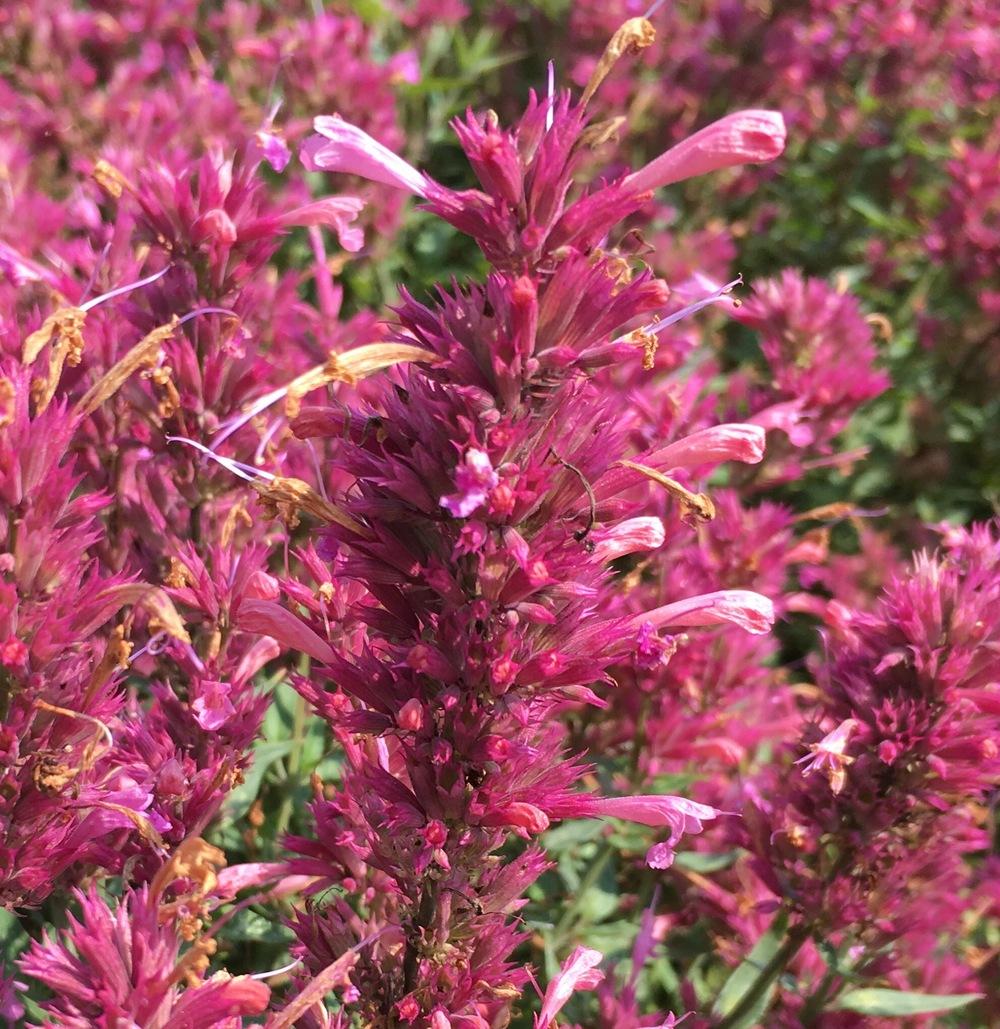 Photo of the bloom of Anise Hyssop (Agastache 'Rosie Posie') posted by ...