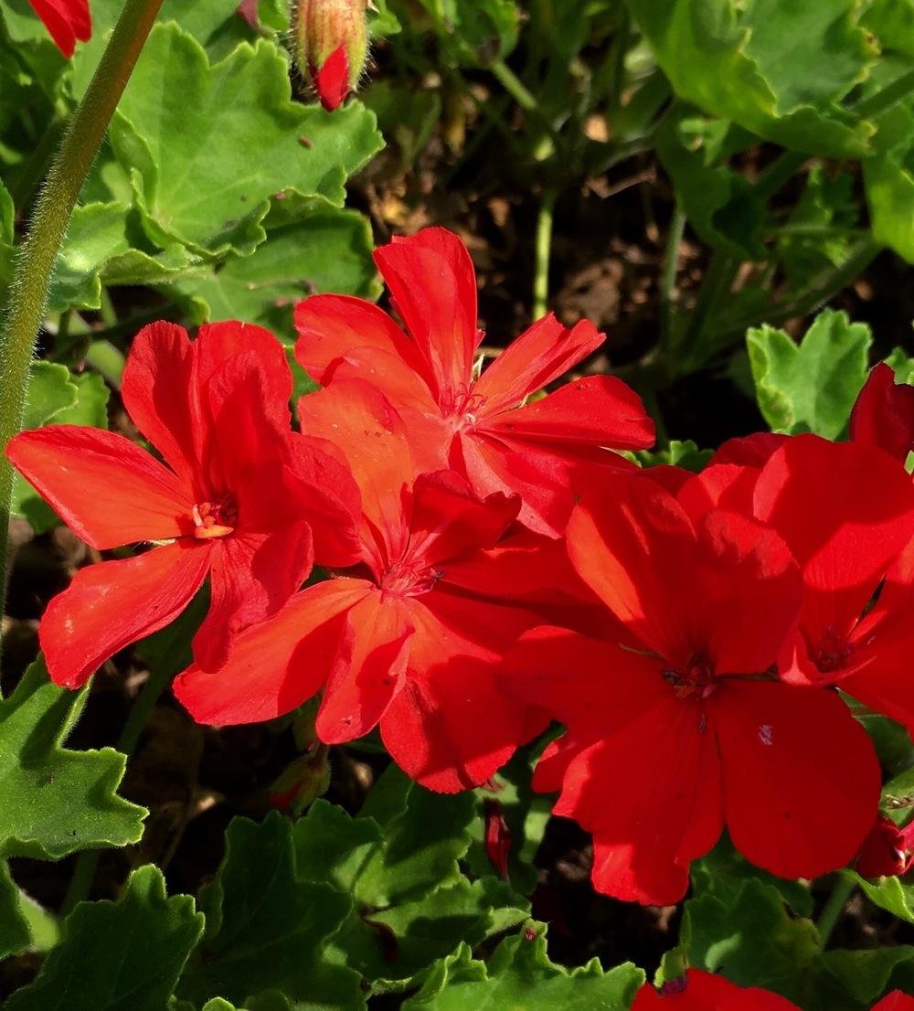 Photo of the bloom of Scented-Leaved Geranium (Pelargonium Caliente ...