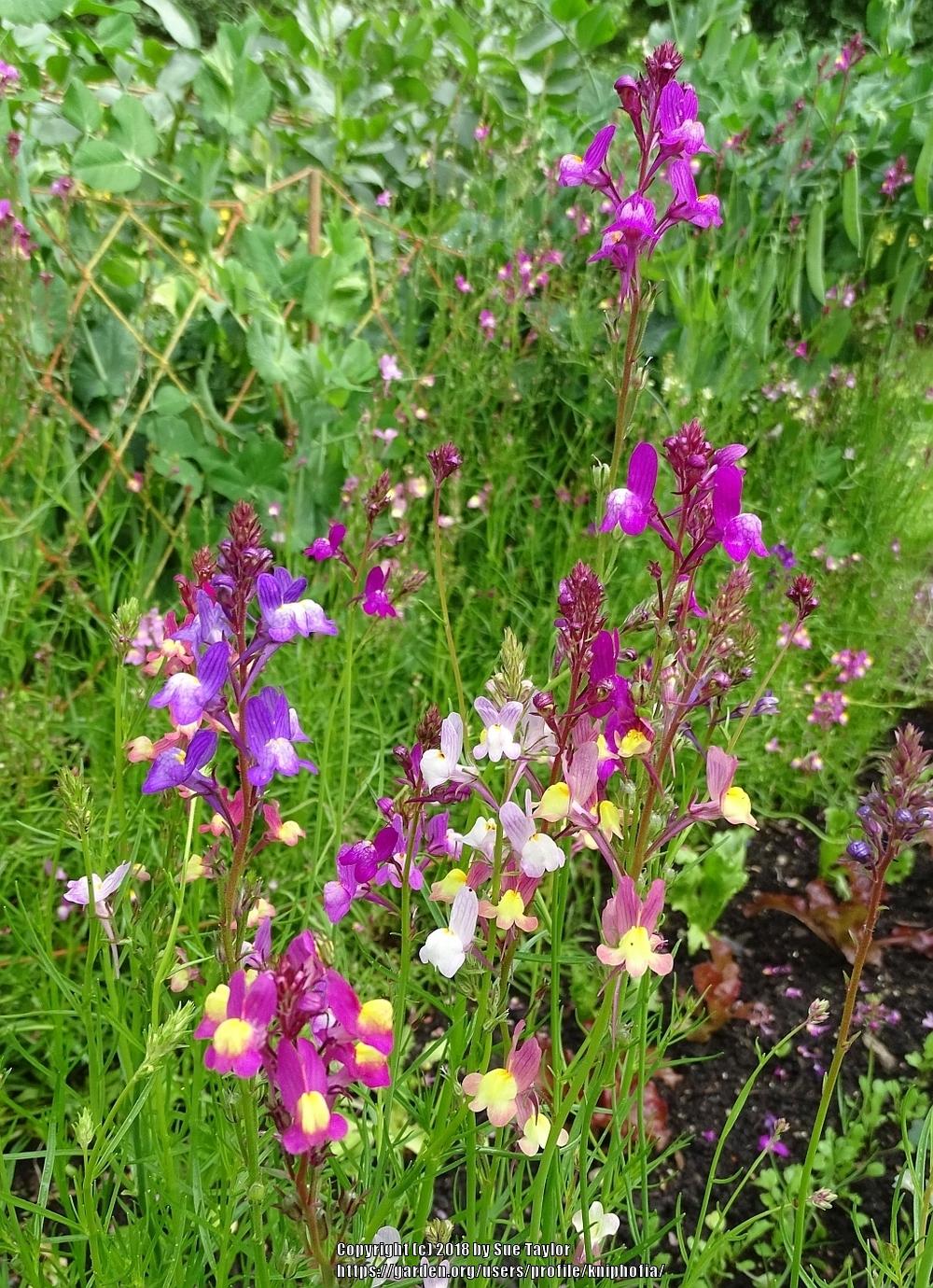 Toadflax (Linaria 'Neon Lights') - Garden.org