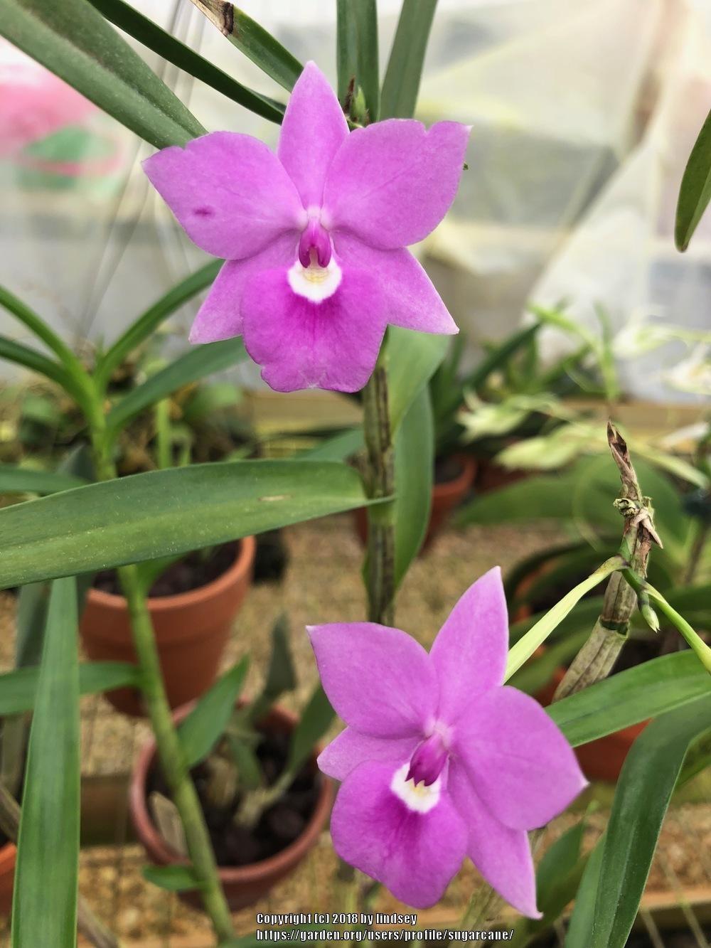 Photo of the bloom of Orchid (Dimerandra stenopetala) posted by ...