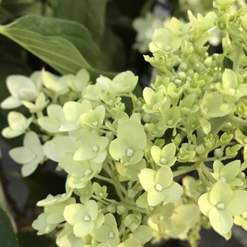 Hydrangea (Hydrangea paniculata Moon Dance™) in the Hydrangeas Database ...