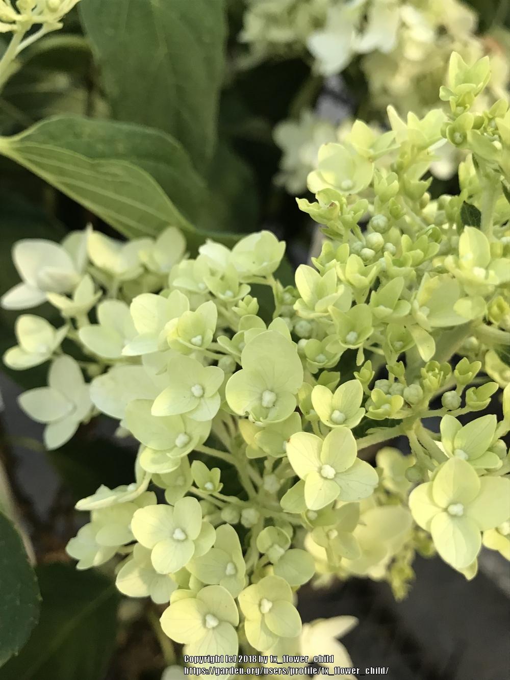 Hydrangea (Hydrangea paniculata Moon Dance™) in the Hydrangeas Database ...