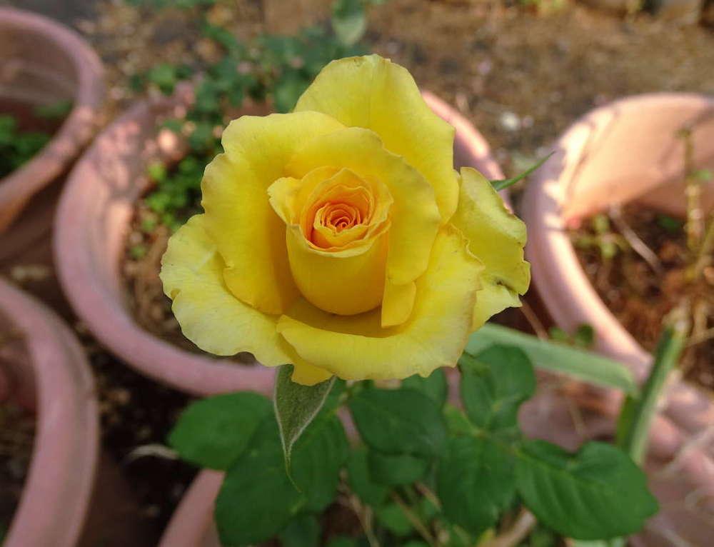 Rose (Rosa 'Barock') in the Roses Database - Garden.org