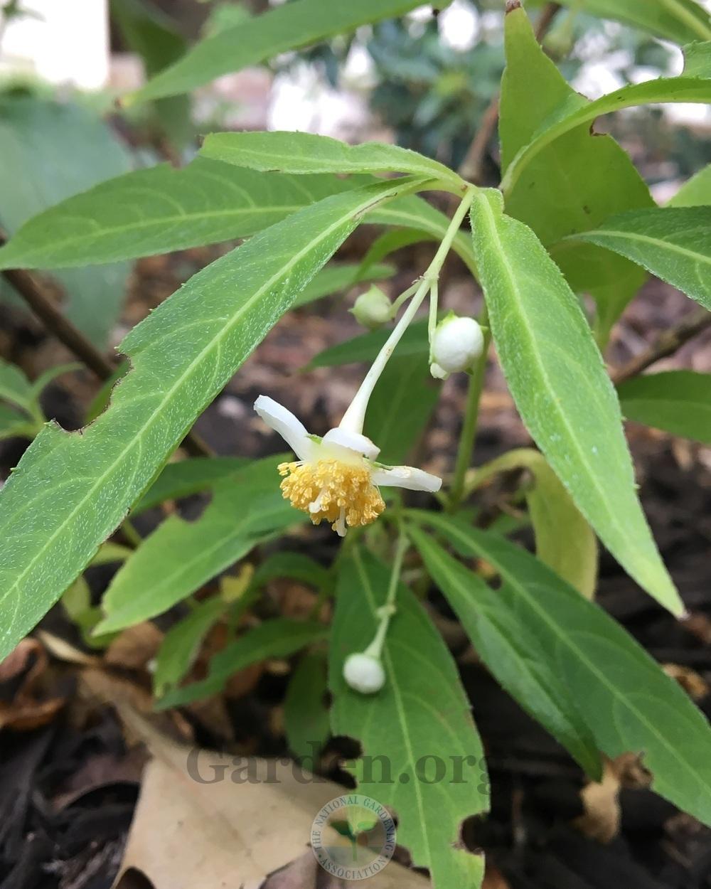 Tea of Heaven (Hydrangea platyarguta) in the Hydrangeas Database ...