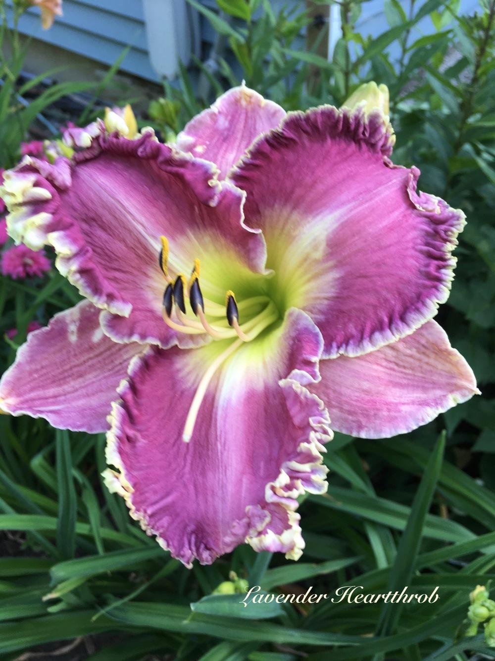Daylily (Hemerocallis 'Lavender Heartthrob') in the Daylilies Database ...