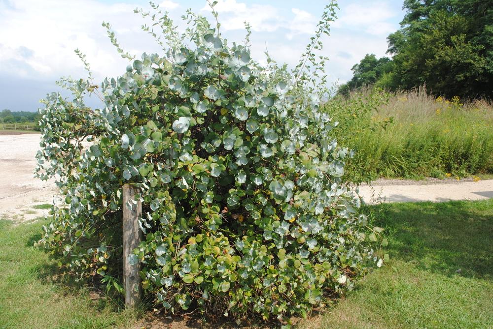 Photo of the entire plant of Grape Honeysuckle (Lonicera reticulata ...