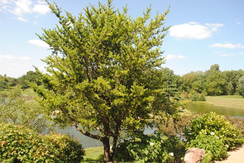 Photo of the entire plant of Jack Pine (Pinus banksiana) posted by ...