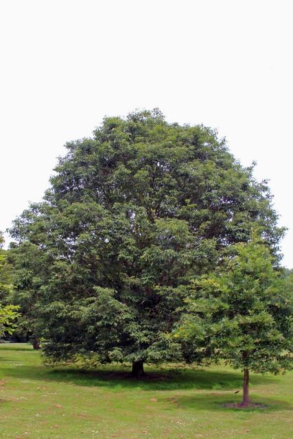 Oak (Quercus serrata) - Garden.org