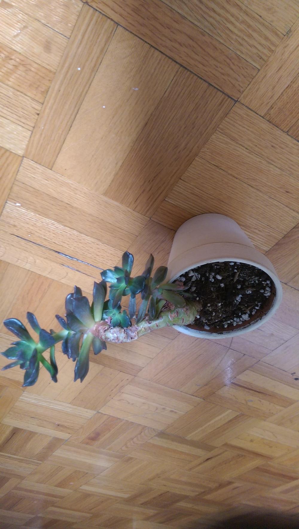 slanted baby in the Ask a Question forum - Garden.org