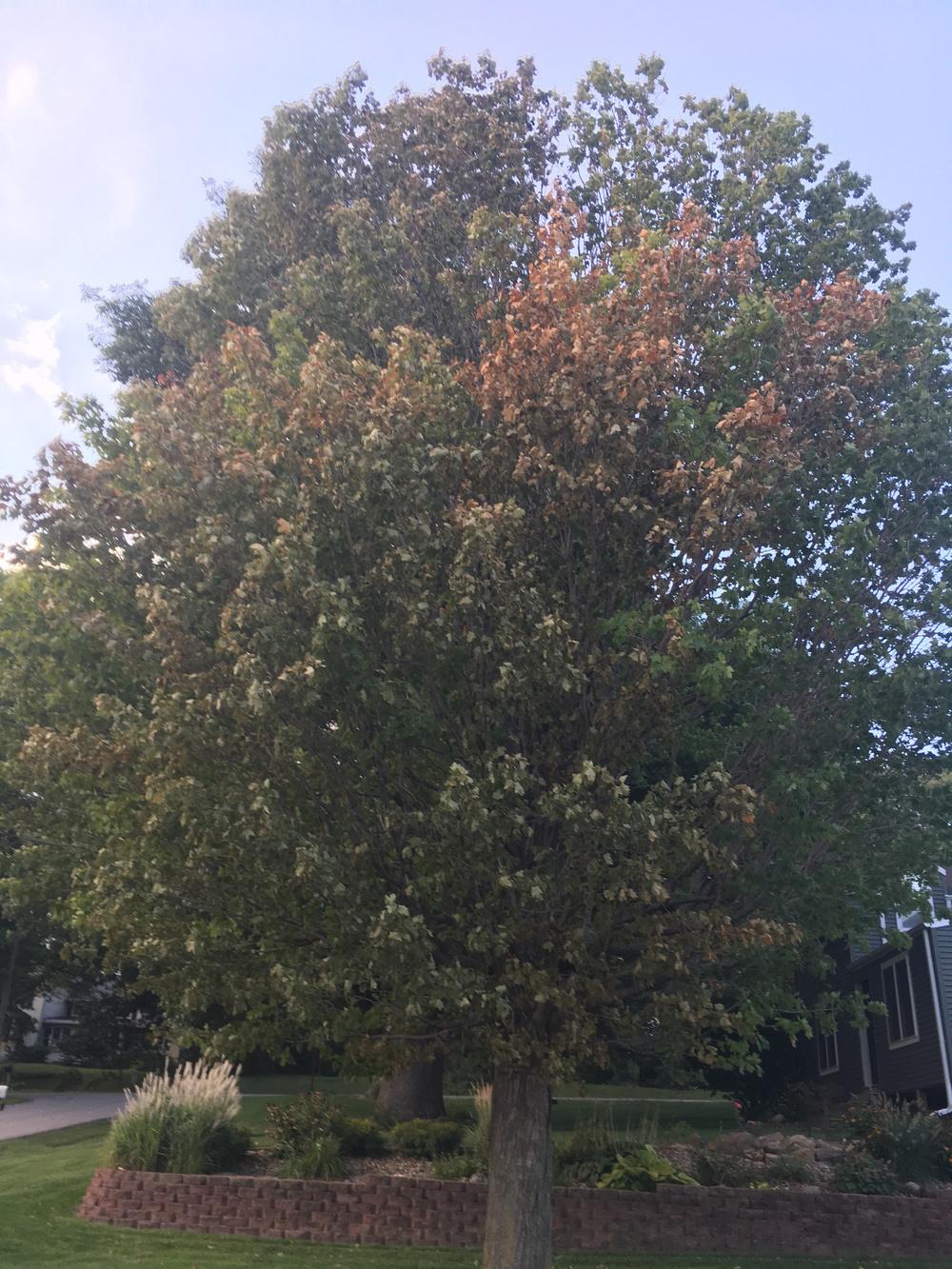 Sick looking maple tree in the Ask a Question forum - Garden.org