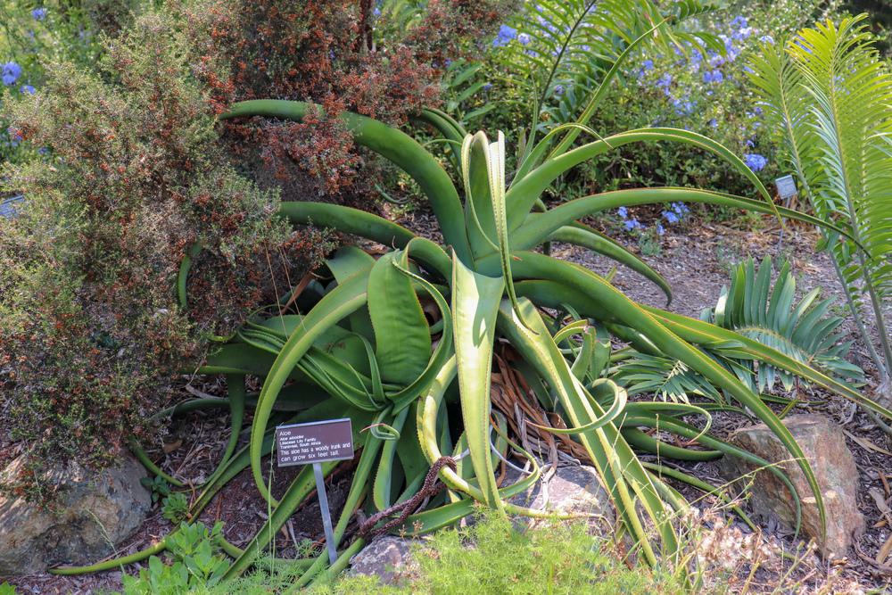 Graskop Aloe (Aloe alooides) in the Aloes Database - Garden.org