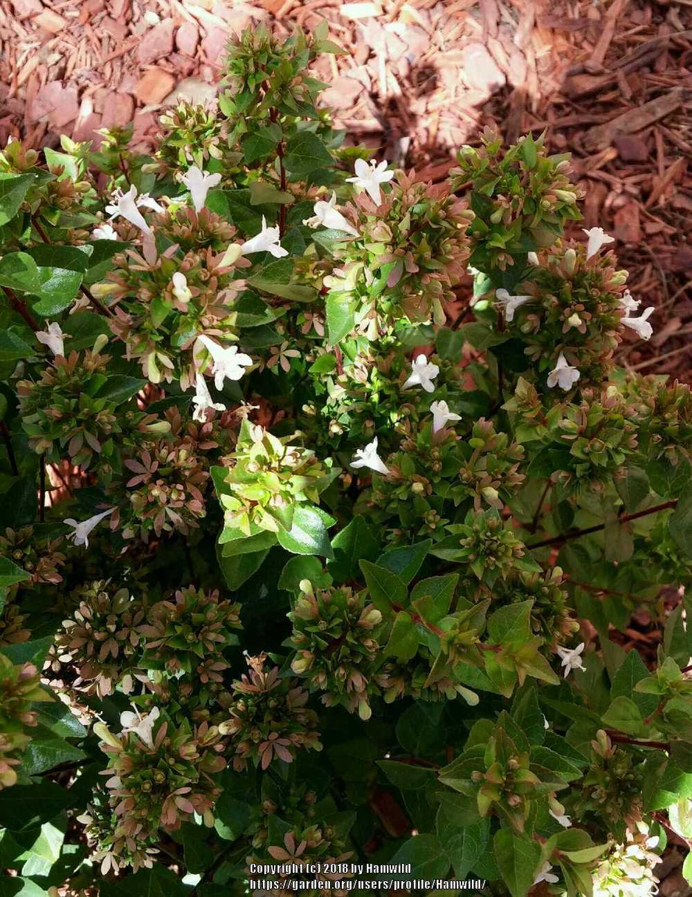 Abelias: Plant Care and Collection of Varieties - Garden.org