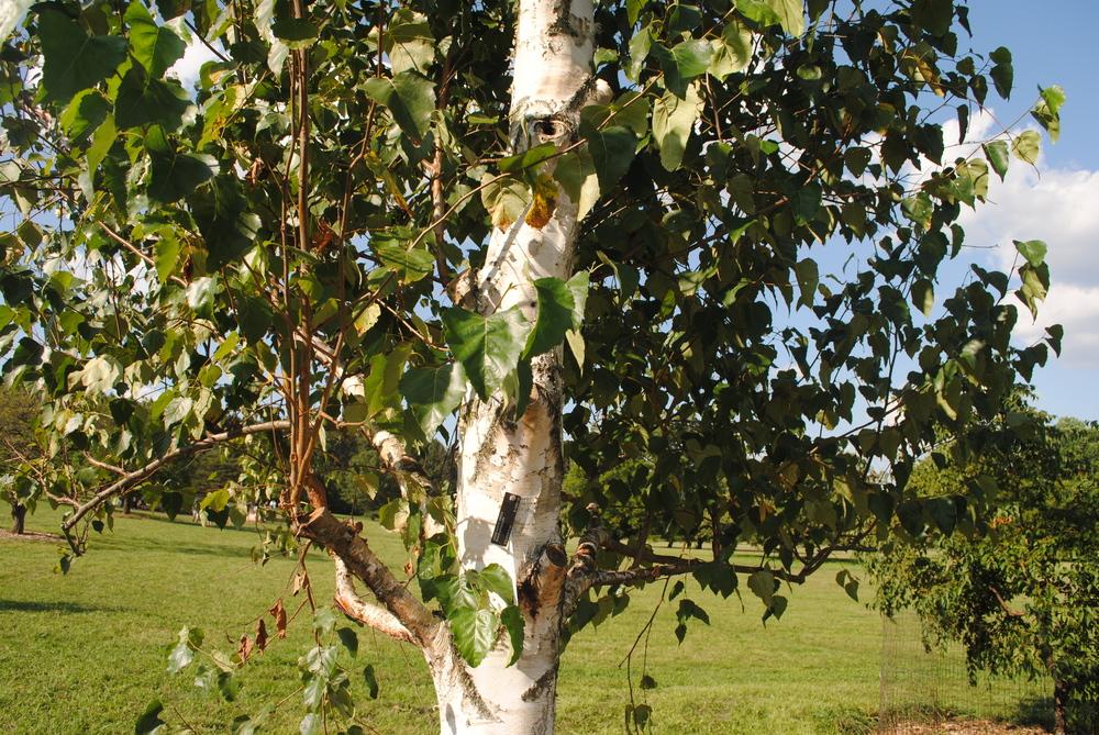 Japanese White Birch (Betula pendula subsp. mandshurica) - Garden.org