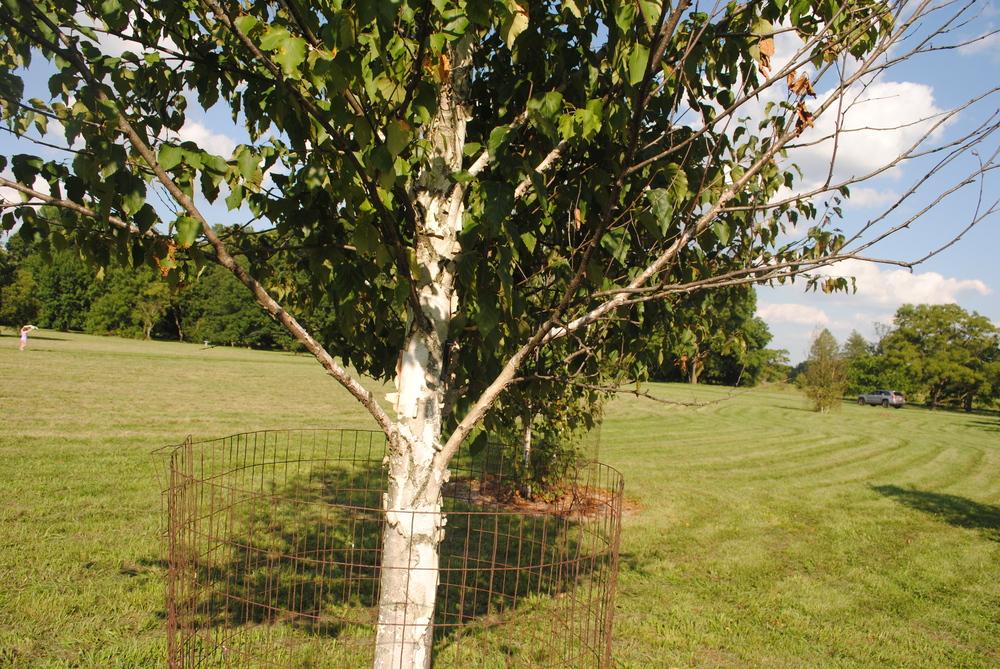 Photo of the stem, scape, stalk or bark of Paper Birch (Betula ...