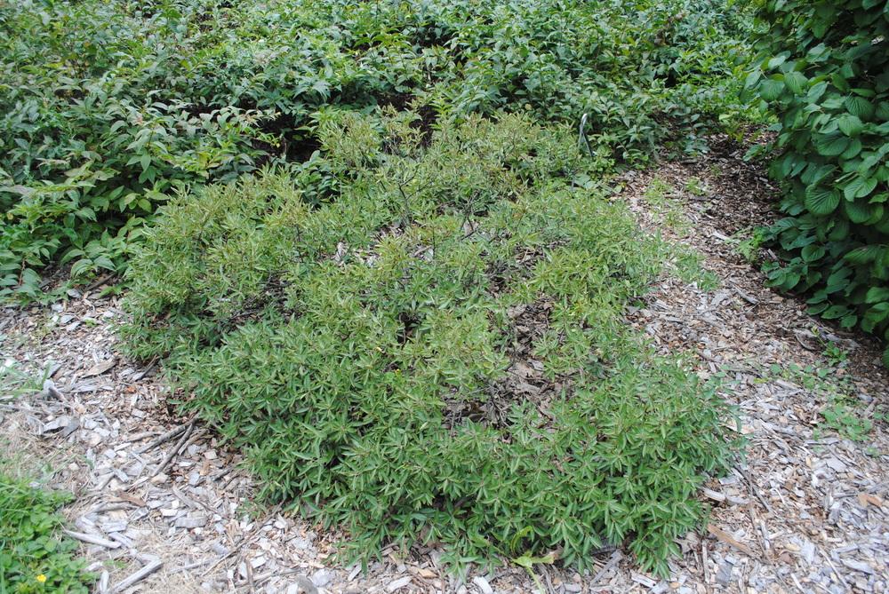 Photo of the entire plant of Jersey Tea (Ceanothus herbaceus) posted by ...