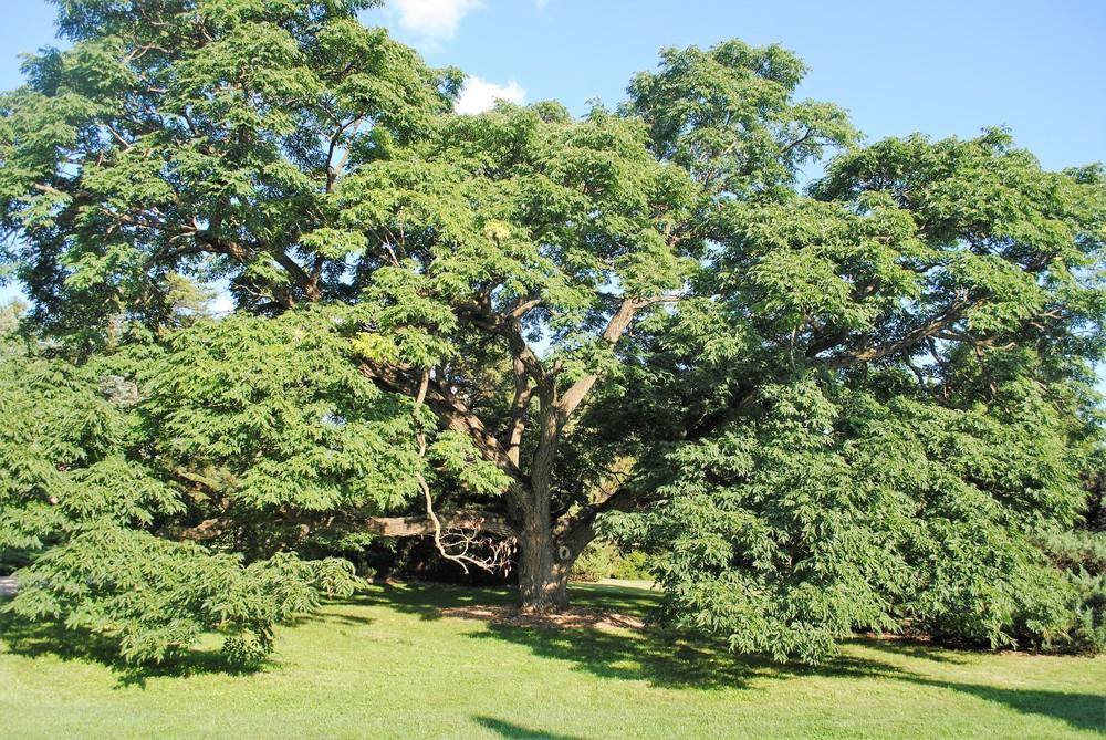 Amur Cork Tree (Phellodendron amurense) - Garden.org