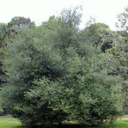 Interior live oak (Quercus wislizeni) - Garden.org