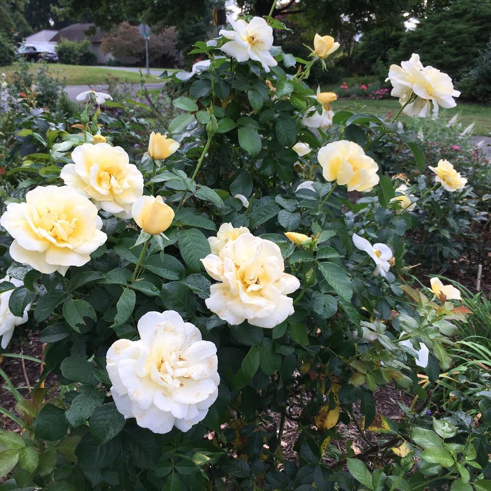 Photo of the entire plant of Rose (Rosa 'Sunshine Daydream') posted by ...