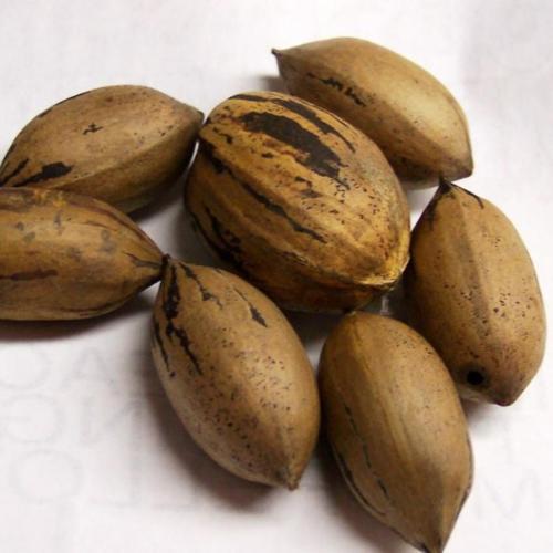 Northern Pecan (Carya illinoinensis 'Stuart') in the Pecans Database ...