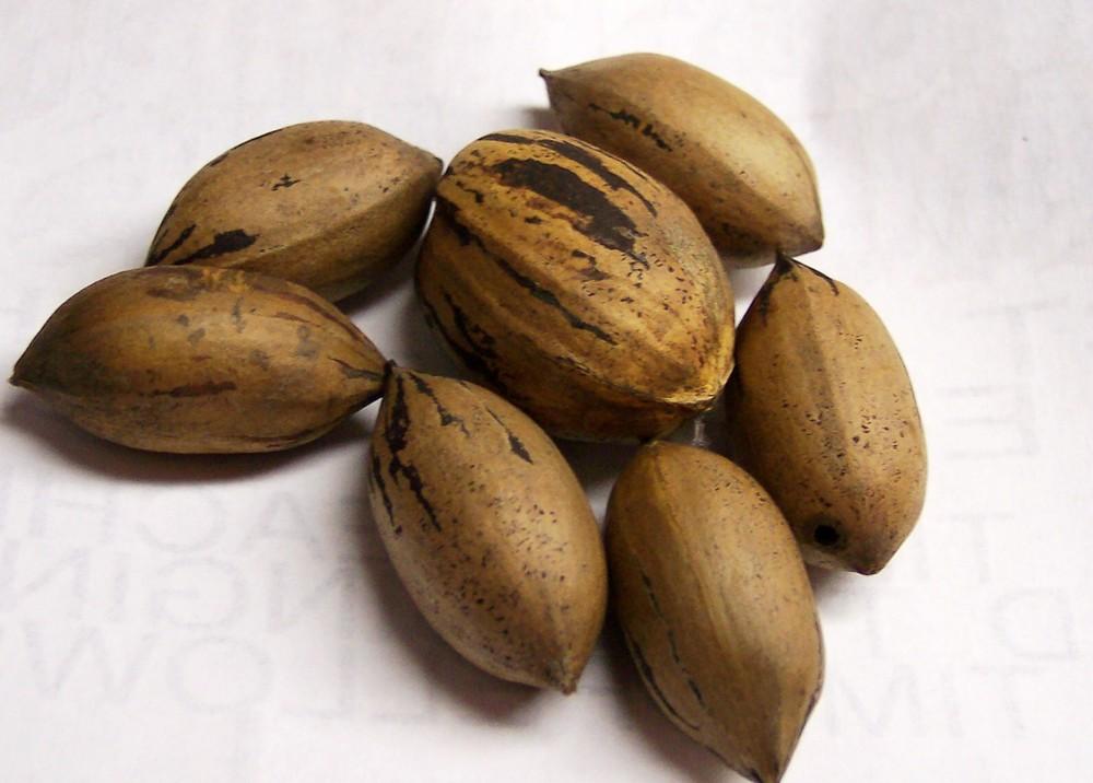 Pecans: Plant Care and Collection of Varieties - Garden.org