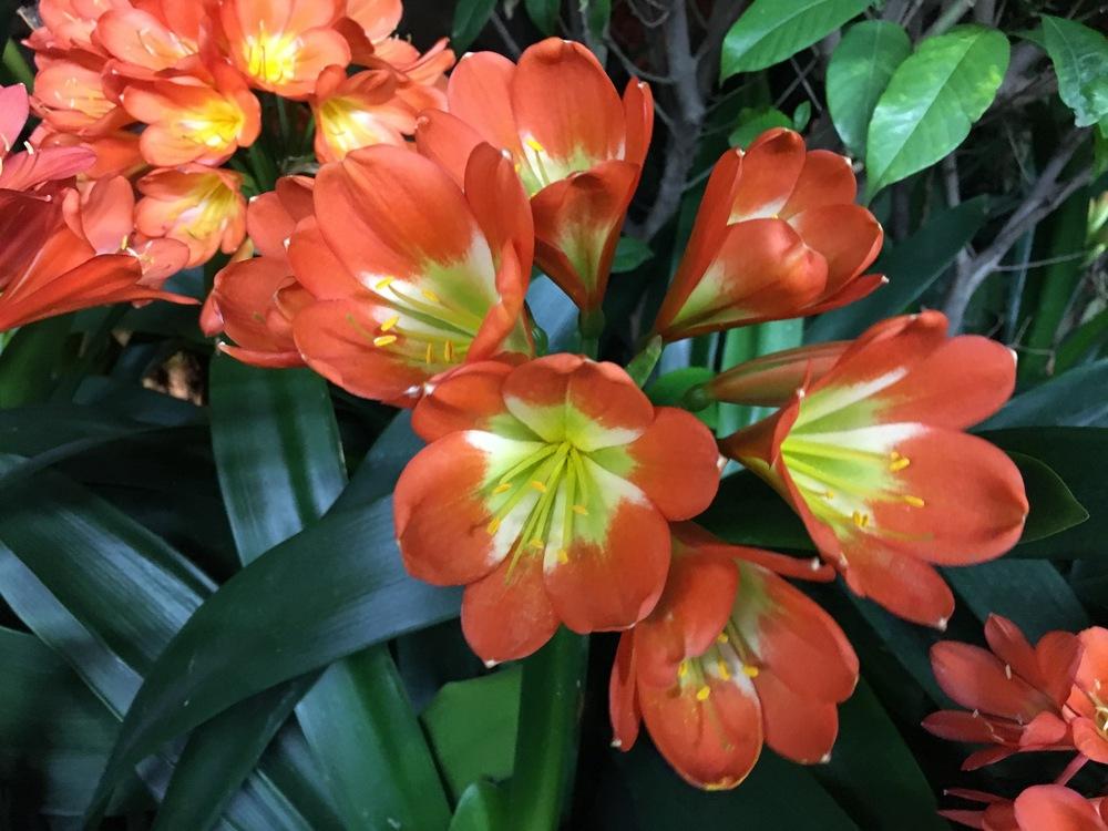 Photo of the bloom of Clivias (Clivia) posted by pottyflowergirl ...