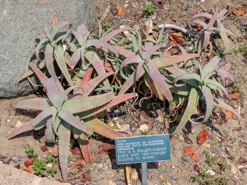 Blue Aloe (Aloe acutissima subsp. acutissima) in the Aloes Database ...