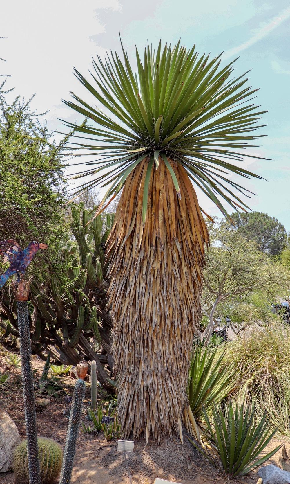Photo of the entire plant of Faxon Yucca (Yucca faxoniana) posted by ...
