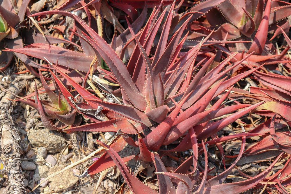 Classen's Aloe (Aloe classenii) in the Aloes Database - Garden.org